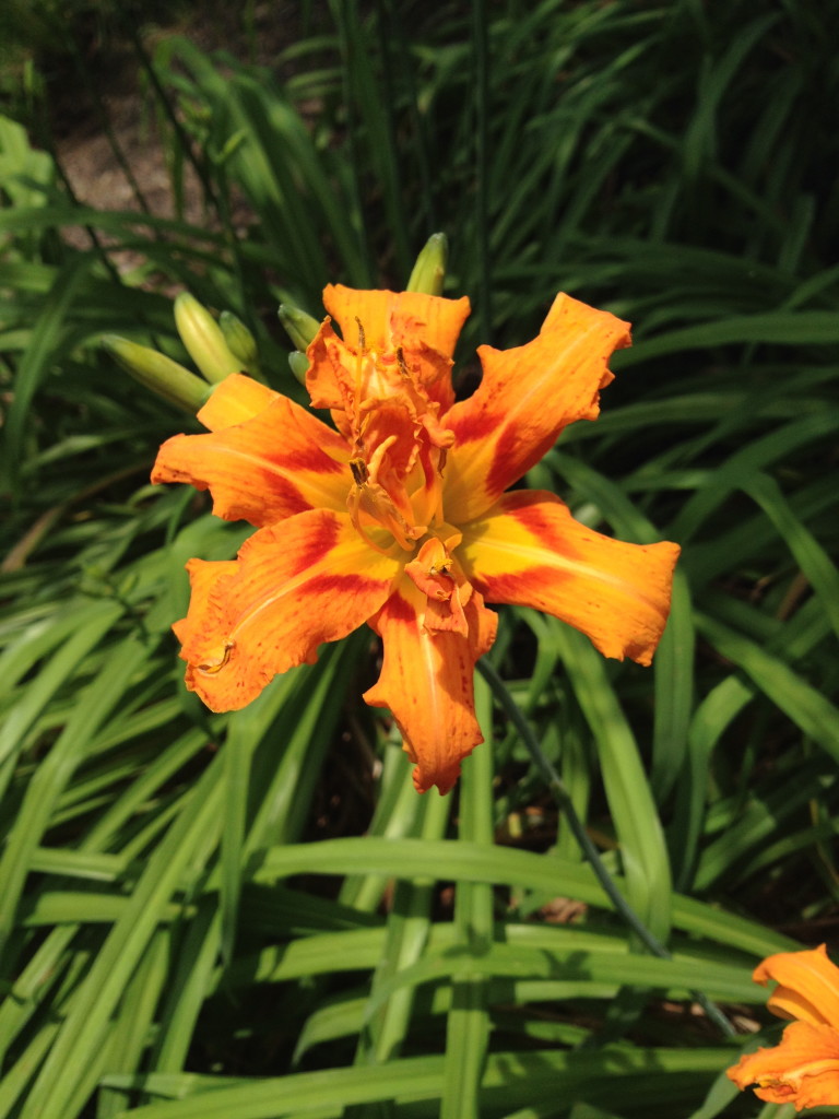 Sun loving plants | Lisa Earthgirl - Gardening Tips and Helpful Advice