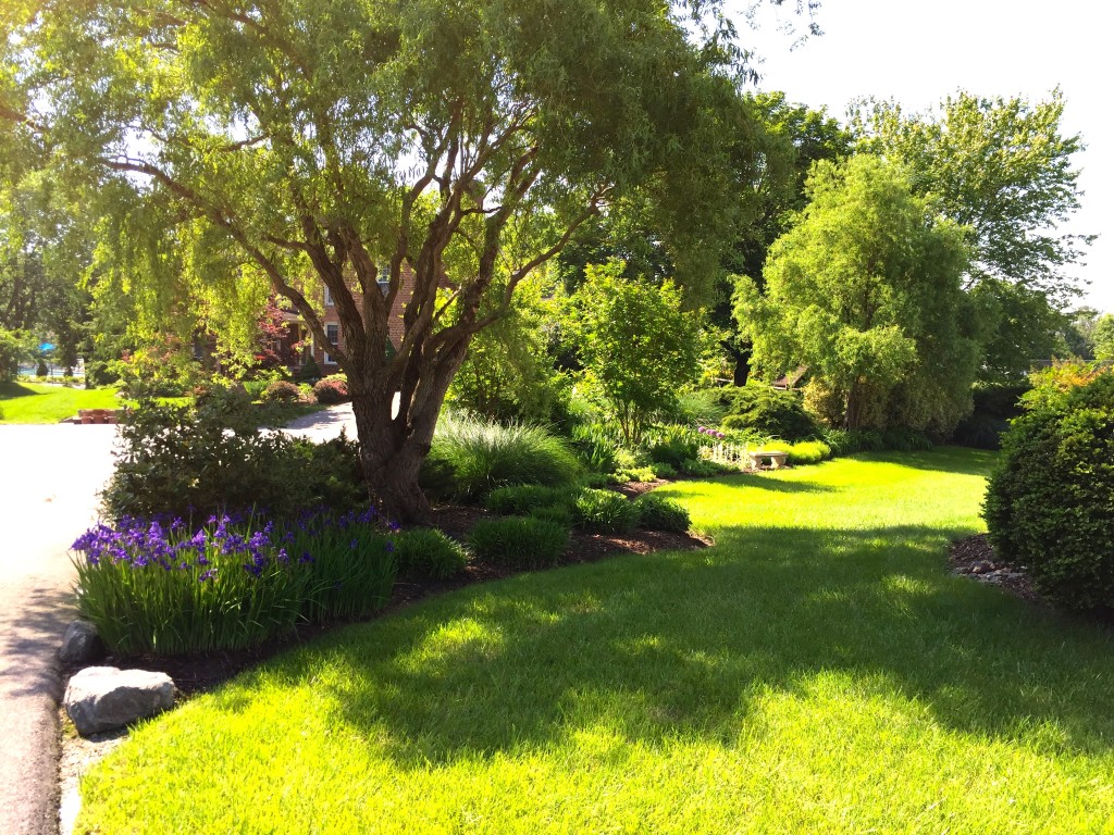 Sun loving plants | Lisa Earthgirl - Gardening Tips and Helpful Advice
