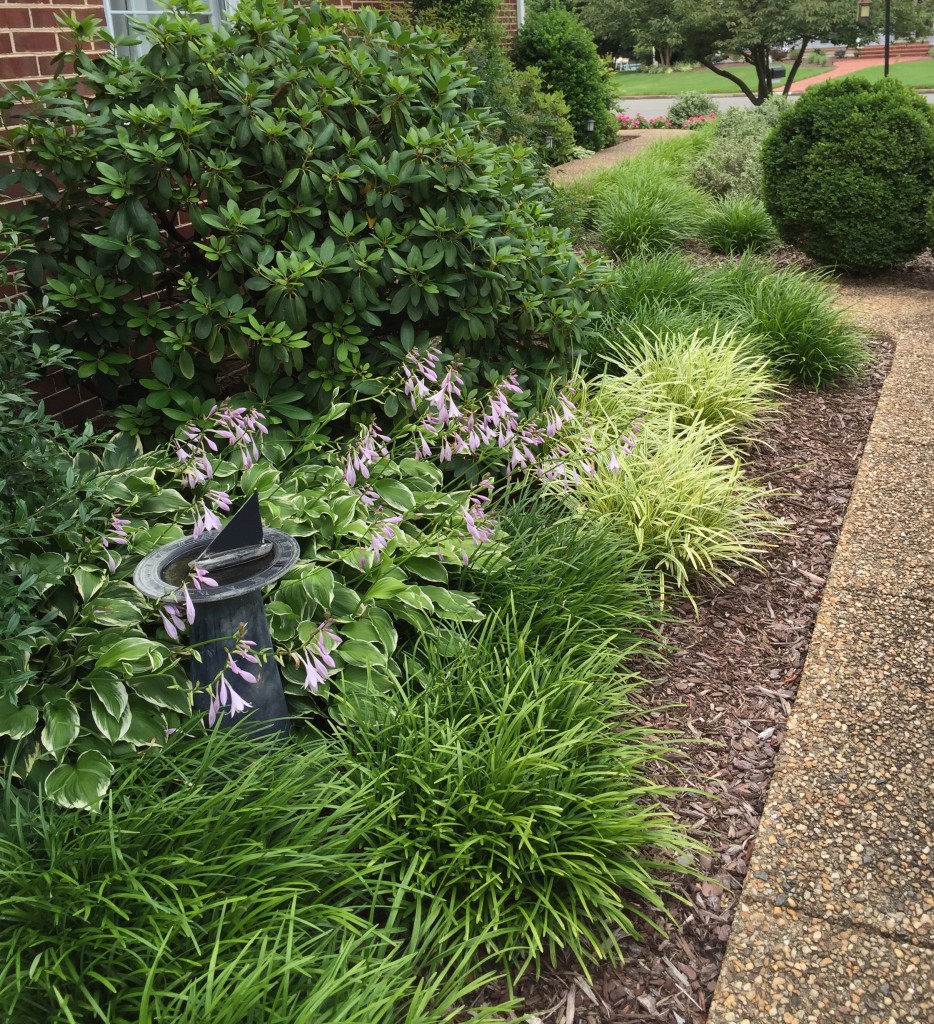 Sun loving plants | Lisa Earthgirl - Gardening Tips and Helpful Advice
